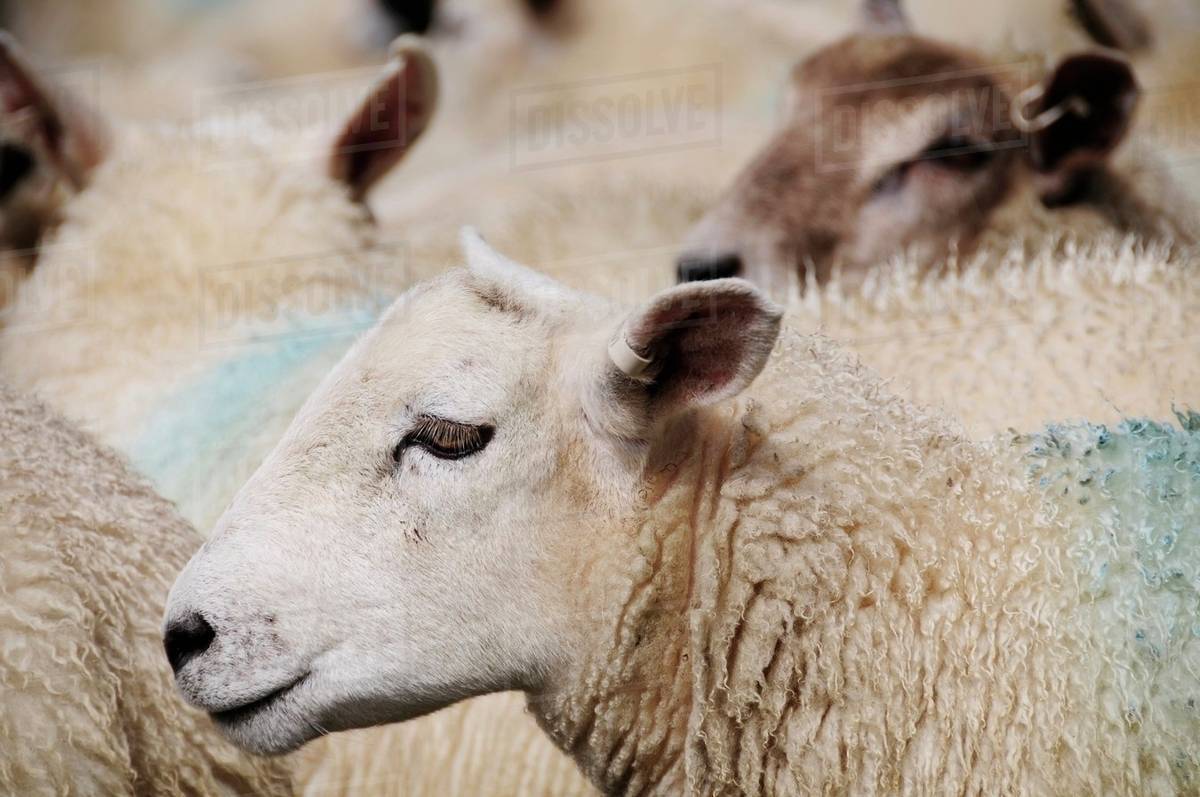 Sheep in a pen - Stock Photo - Dissolve
