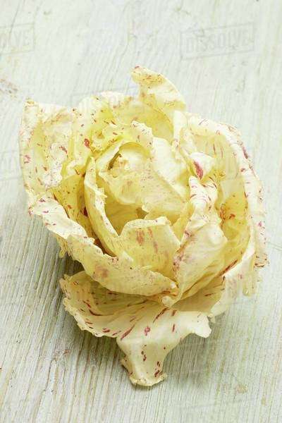 Castelfranco lettuce - Royalty-free Stock Photo | Dissolve