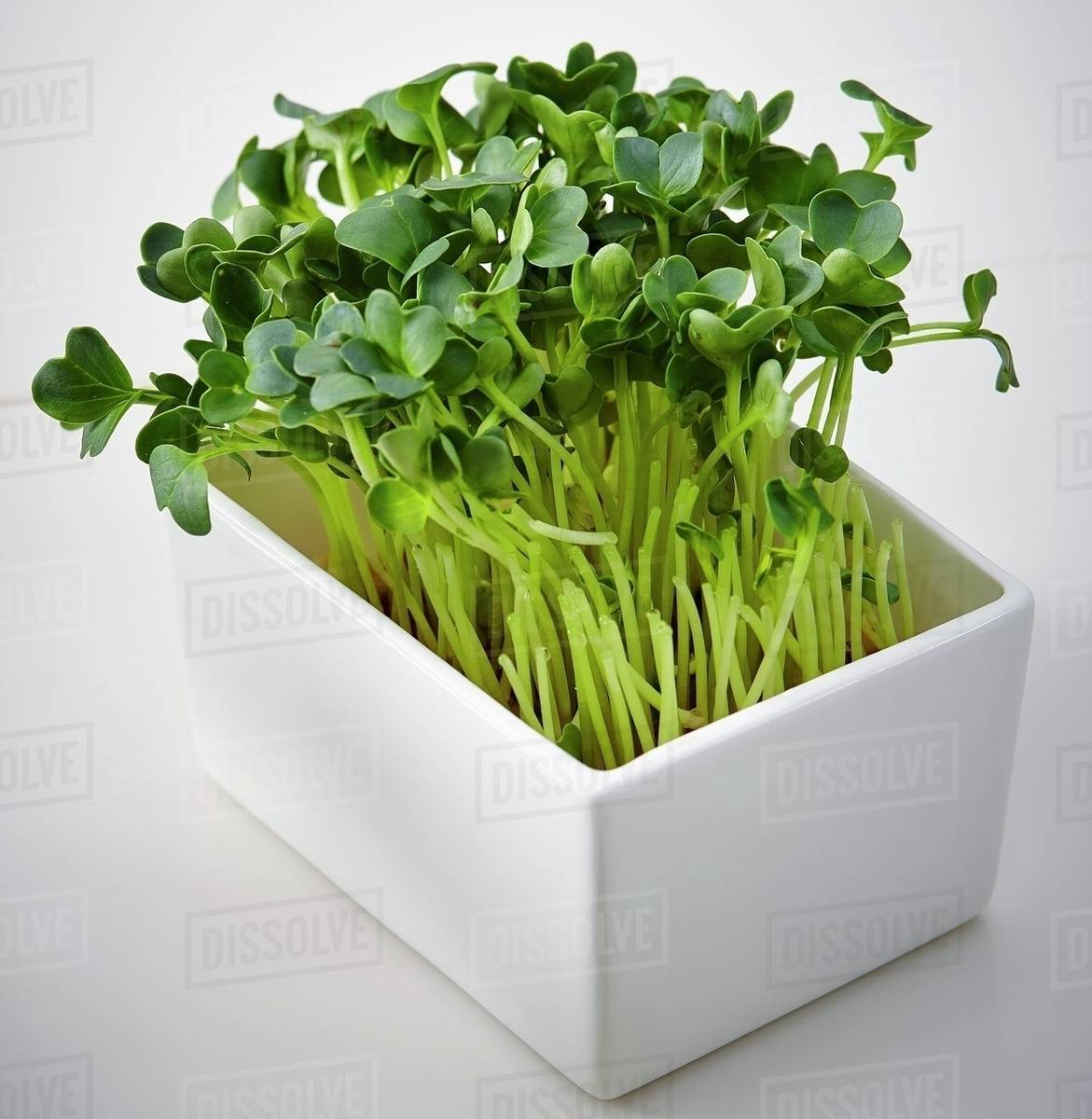 Fresh cress - Royalty-free Stock Photo | Dissolve