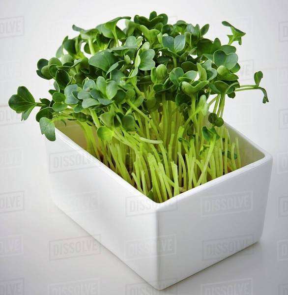 Fresh cress - Royalty-free Stock Photo | Dissolve