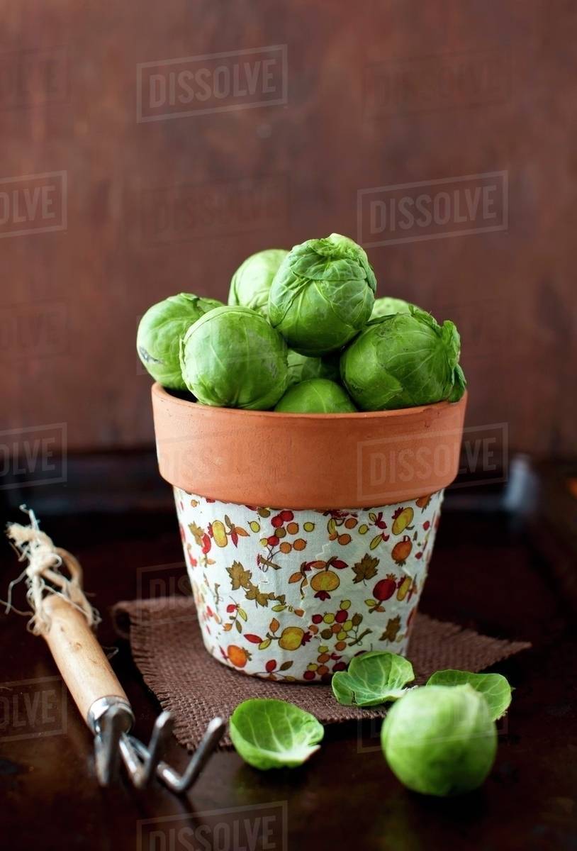 Fresh Brussels Sprouts in a Garden Pot - Royalty-free Stock Photo ...