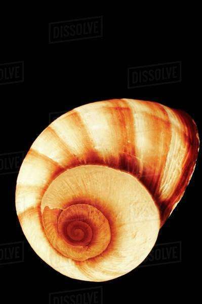 Snail Shell; Black Background - Royalty-free Stock Photo | Dissolve