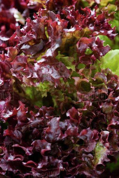 Lollo rosso (close-up) - Stock Photo - Dissolve