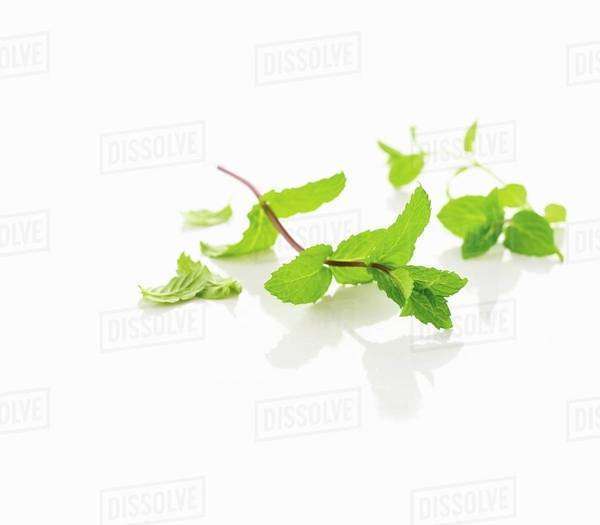 Fresh mint - Royalty-free Stock Photo | Dissolve