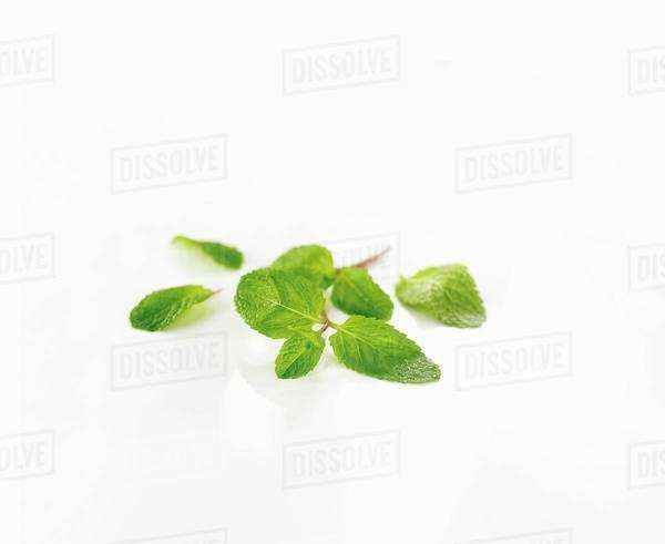 Fresh mint - Stock Photo - Dissolve