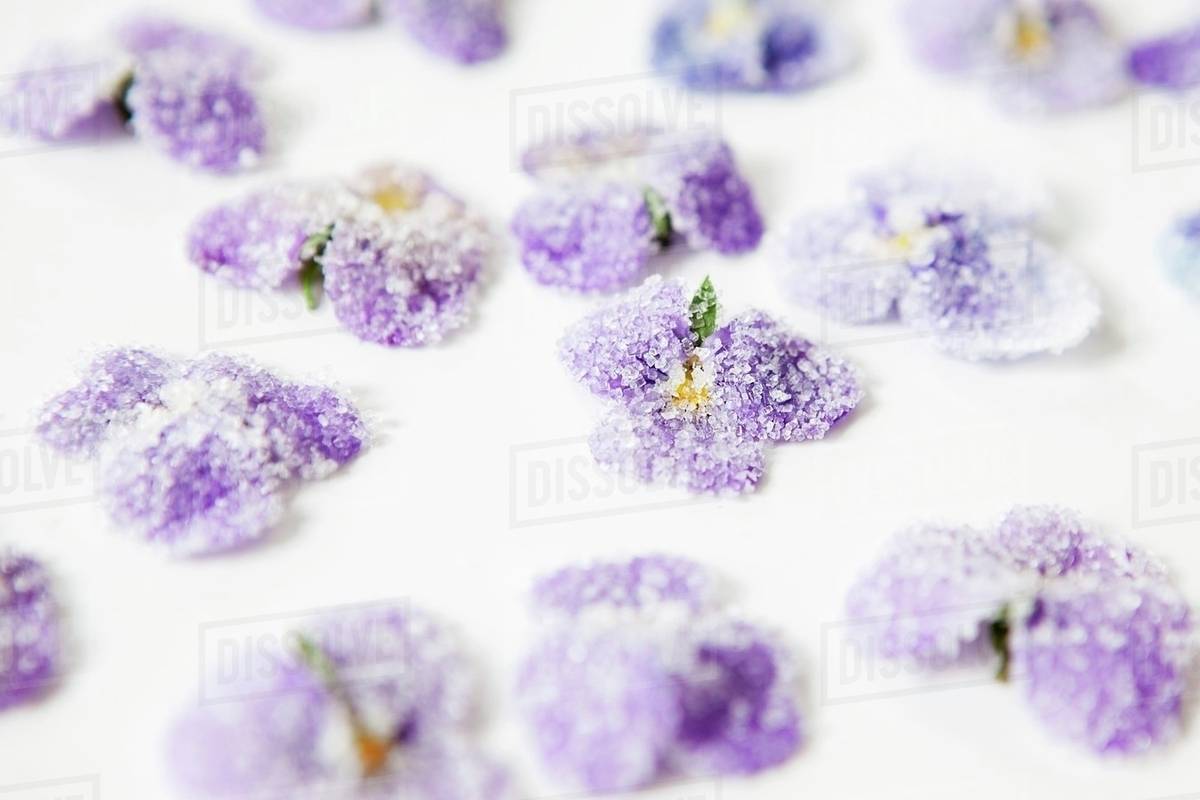 Candied violets - Stock Photo - Dissolve
