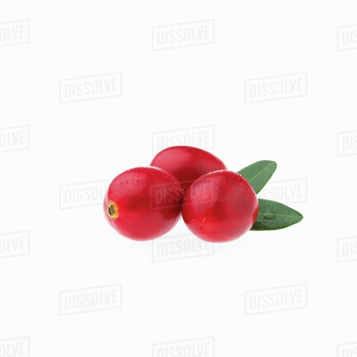 Three cranberries with water droplets - Royalty-free Stock Photo | Dissolve