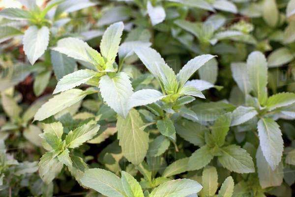 Fresh mint - Stock Photo - Dissolve