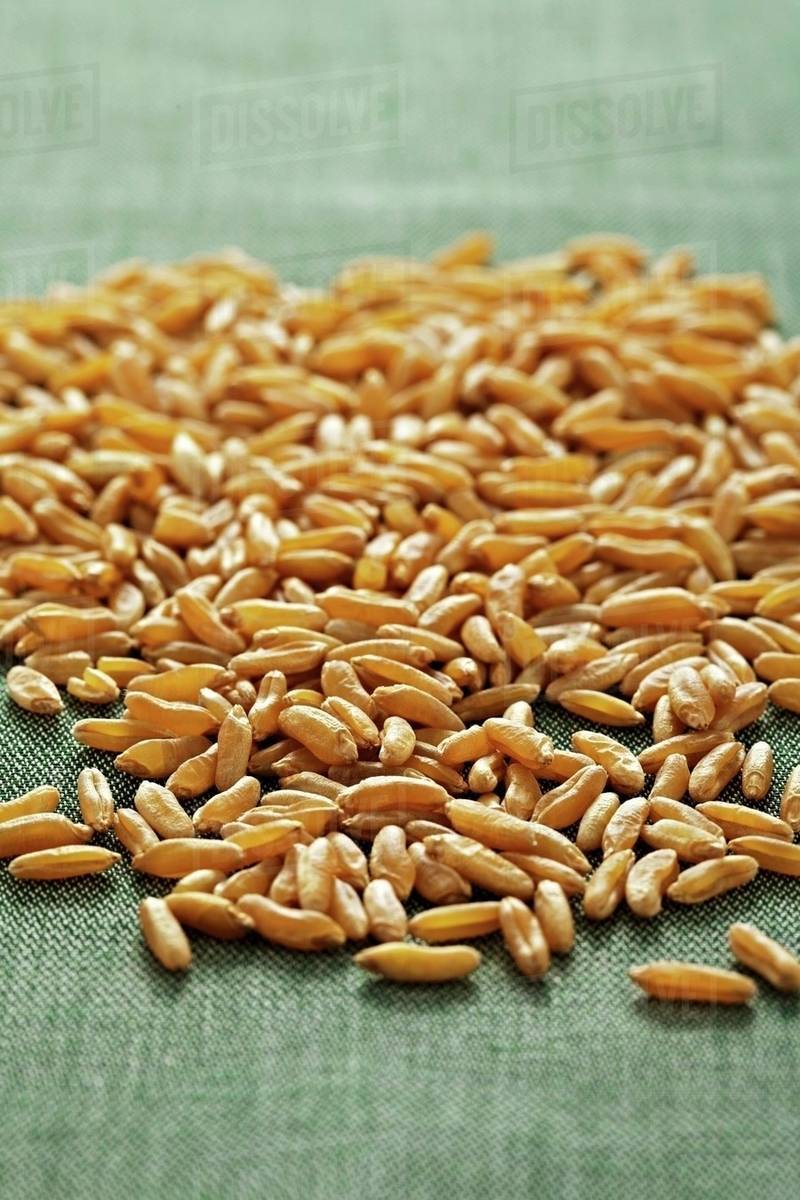Kamut grain against a green linen background - Stock Photo - Dissolve