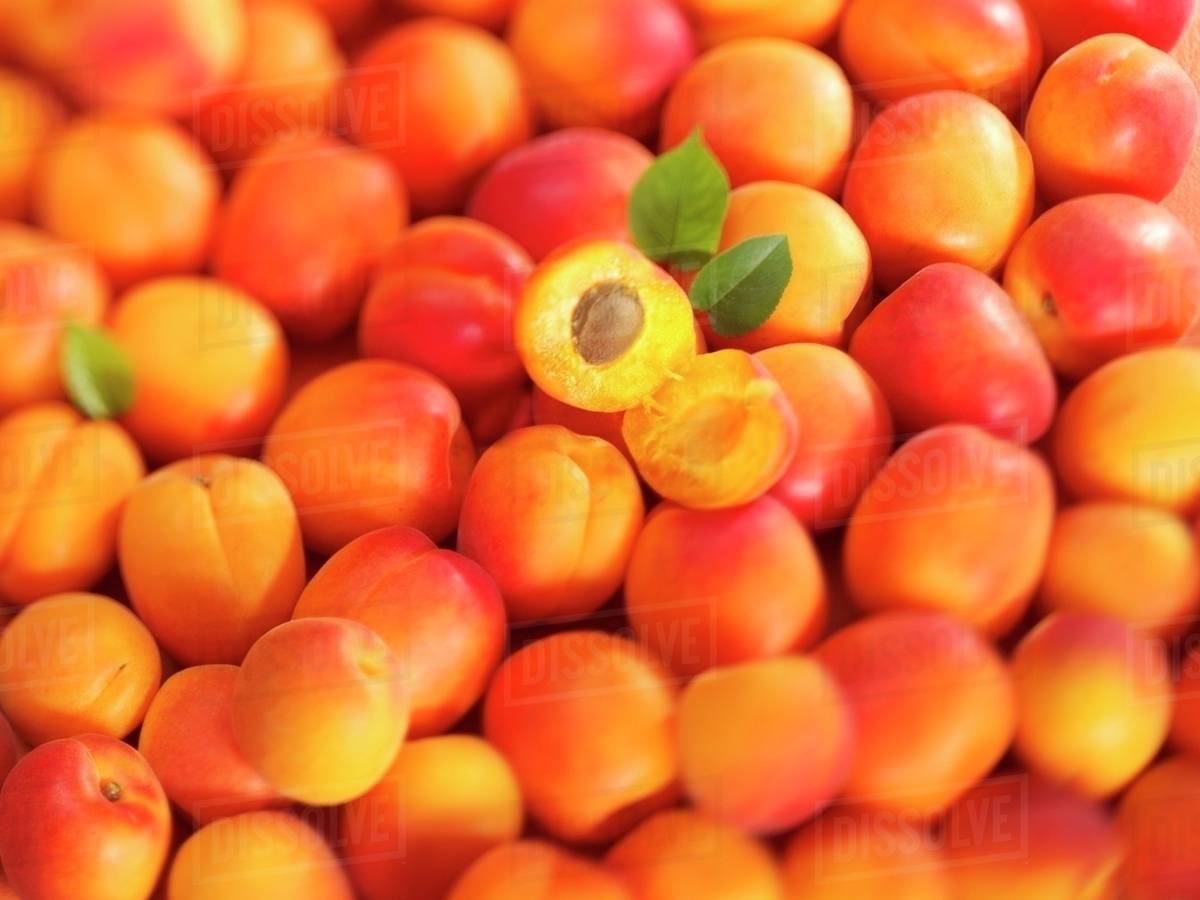 Apricots (filling the image) - Royalty-free Stock Photo | Dissolve