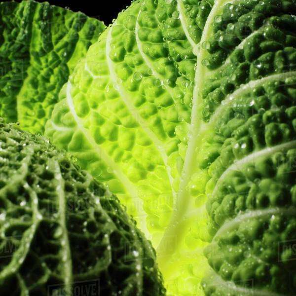 Savoy cabbage leaf (close-up) - Stock Photo - Dissolve