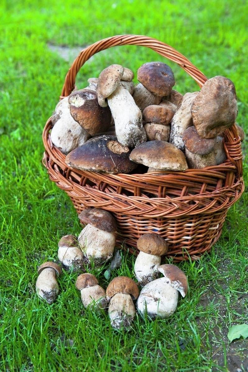 Ceps in basket, close-up - Royalty-free Stock Photo | Dissolve
