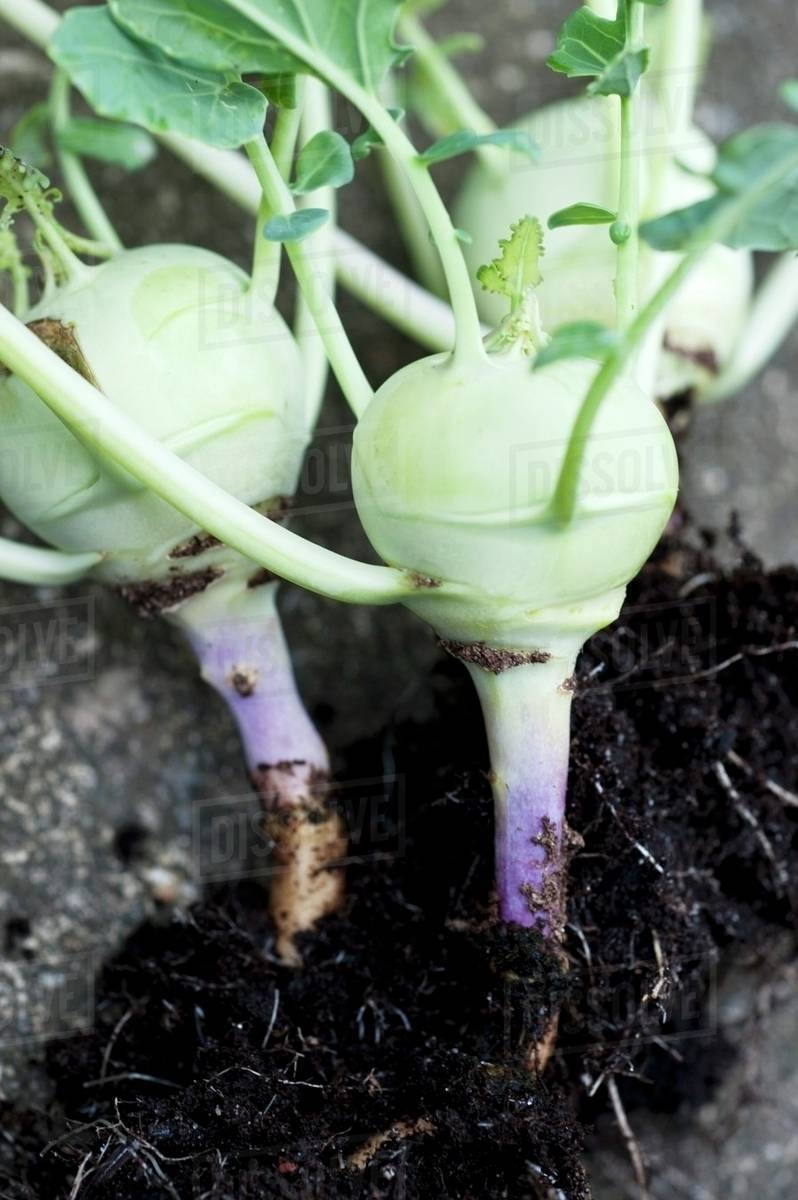 Kohlrabi with roots - Royalty-free Stock Photo | Dissolve