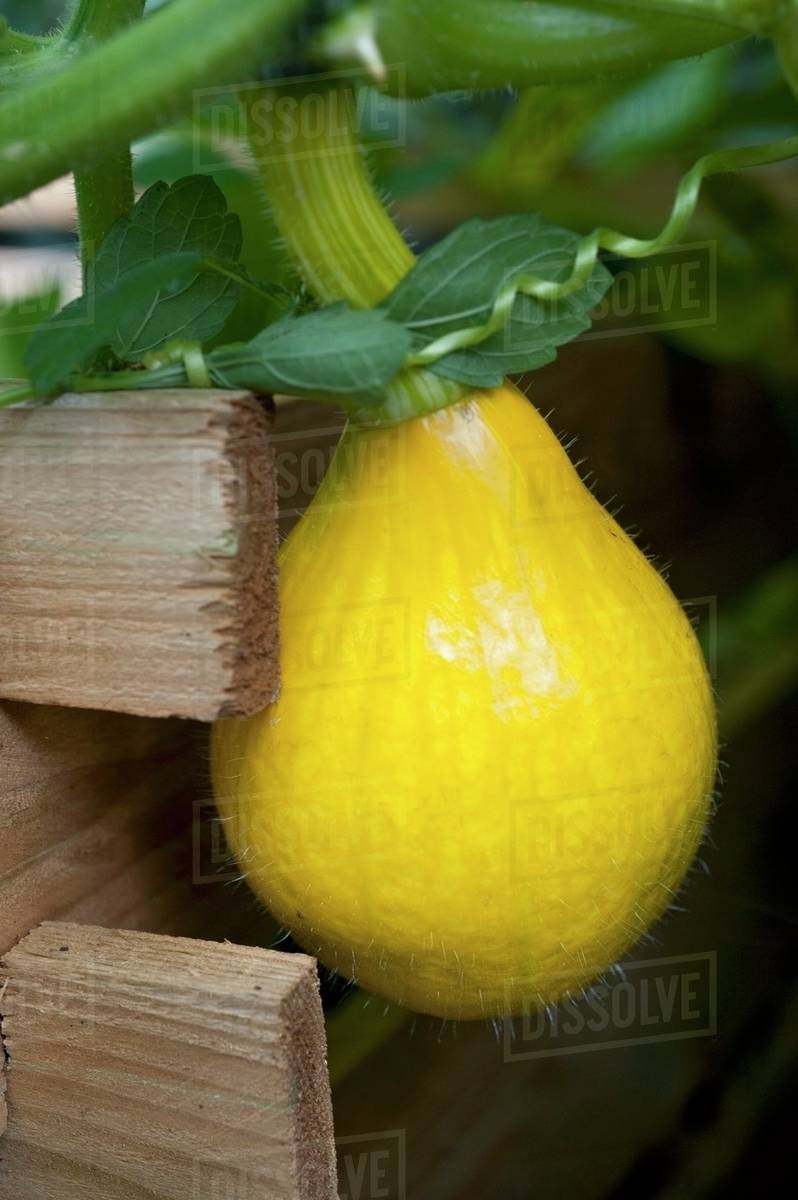 A small Hokkaido squash on the plant in a raised bed - Royalty-free ...
