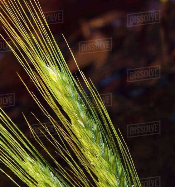 Ears of grain (close-up) - Royalty-free Stock Photo | Dissolve