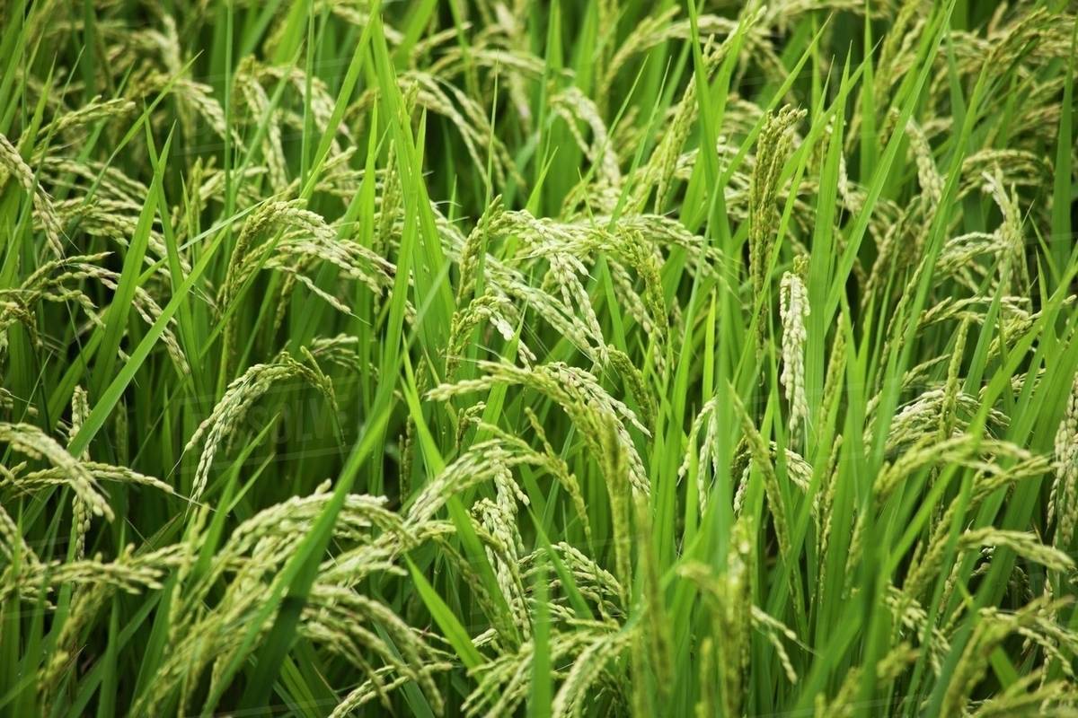 A field of rice (section) - Royalty-free Stock Photo | Dissolve