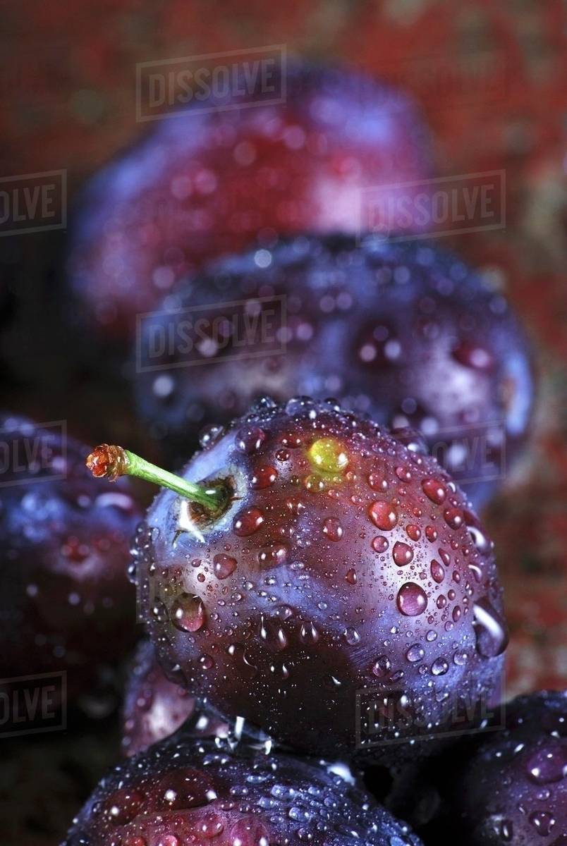 Plums with water droplets (close-up) - Stock Photo - Dissolve