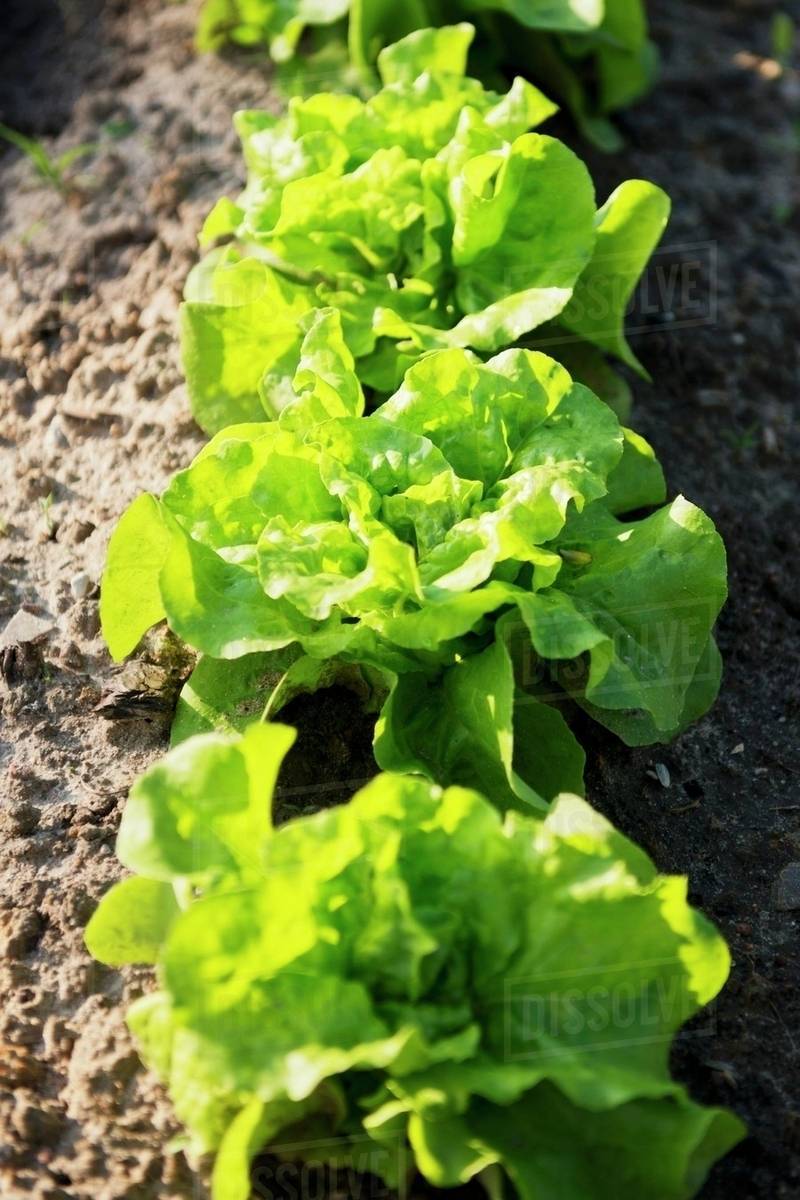Organic Bibb Lettuce - Royalty-free Stock Photo | Dissolve