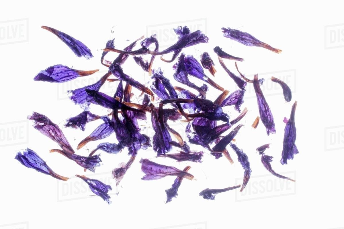 Dried borage flowers - Stock Photo - Dissolve