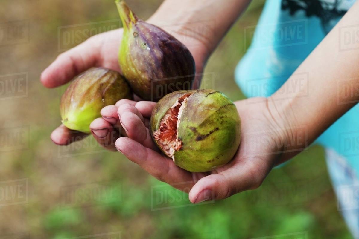 A child's hands holding fresh figs - Royalty-free Stock Photo | Dissolve