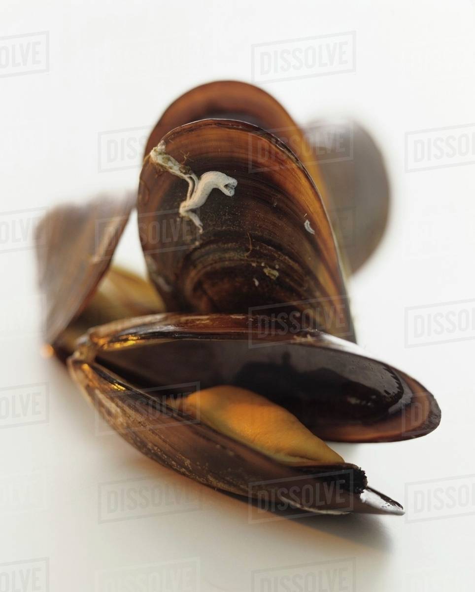 Open mussels - Stock Photo - Dissolve