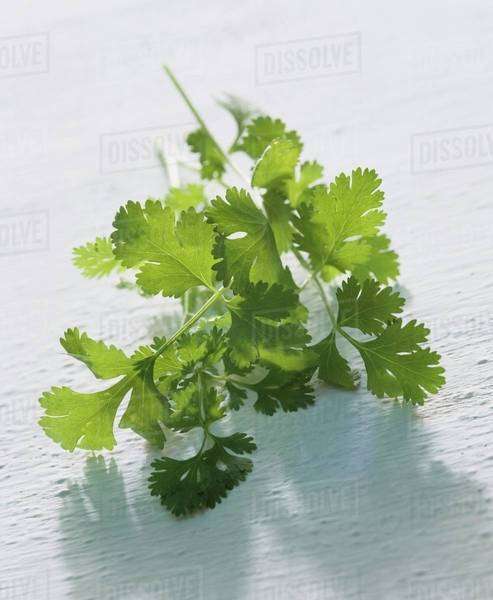 Fresh coriander - Royalty-free Stock Photo | Dissolve