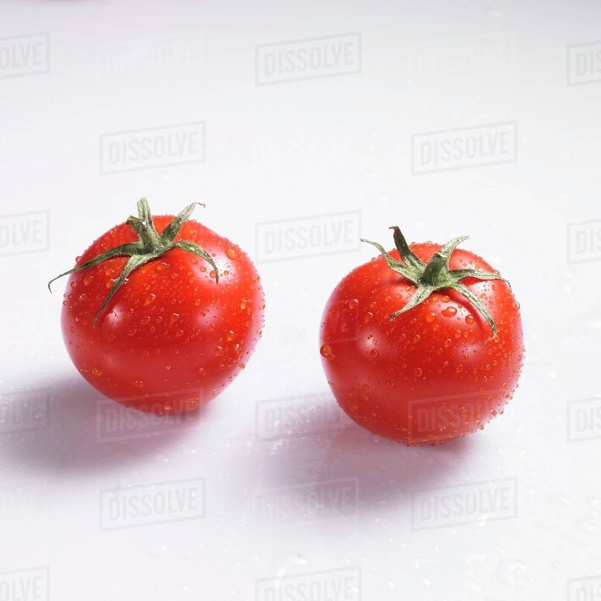 Two tomatoes with drops of water - Stock Photo - Dissolve