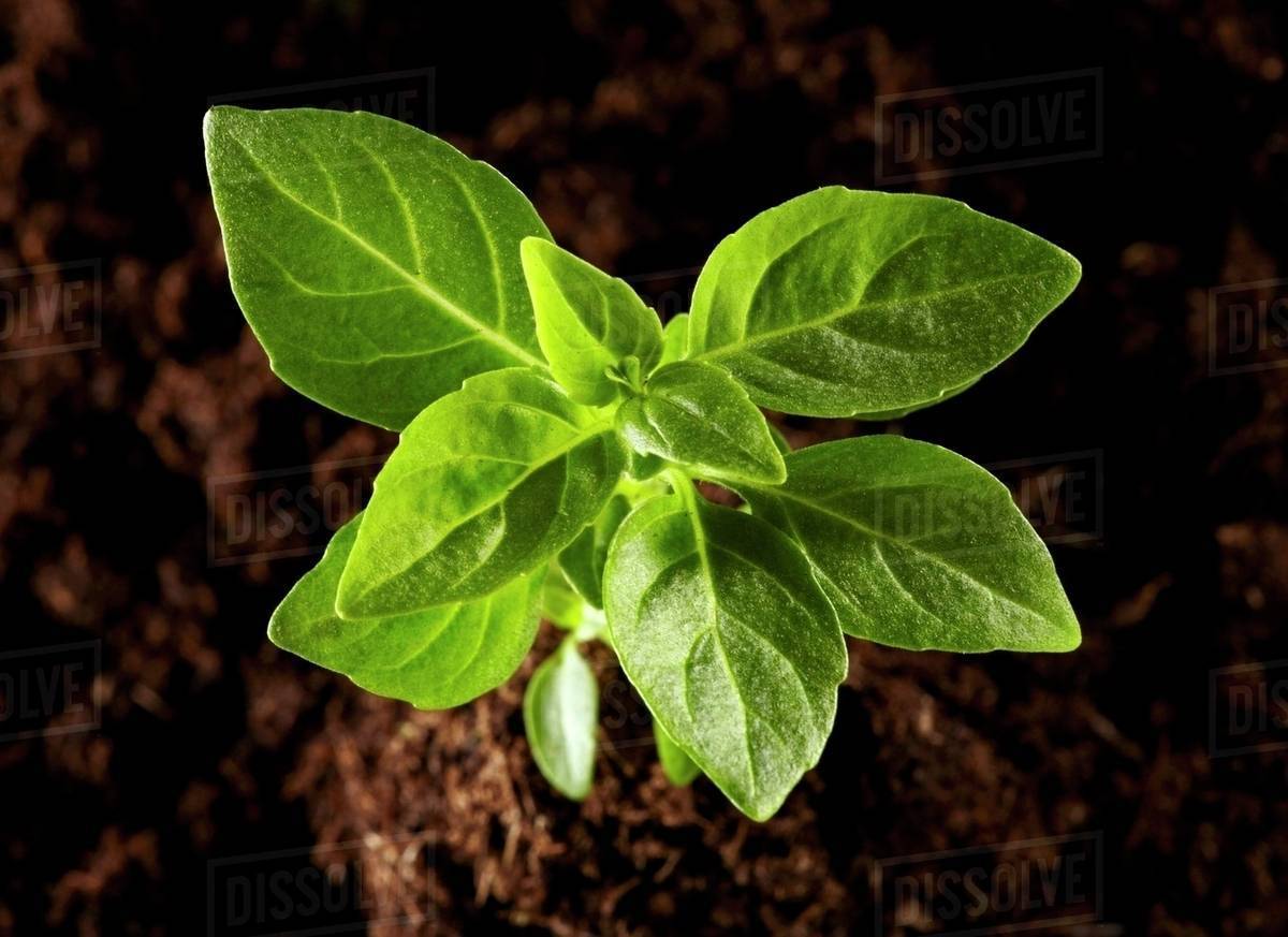 A basil plant growing out of a pile of soil - Stock Photo - Dissolve