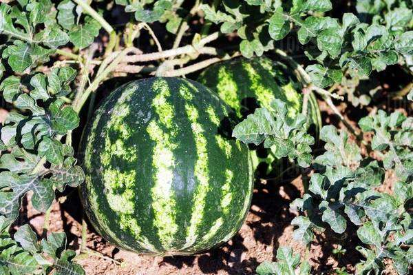 A watermelon in a field - Royalty-free Stock Photo | Dissolve