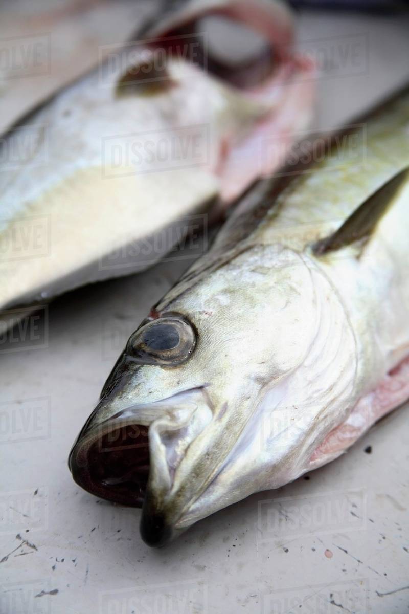 Fresh coalfish - Royalty-free Stock Photo | Dissolve