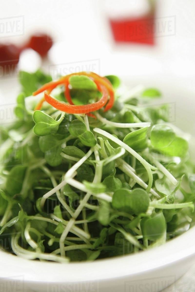Salad vegetable shoots - Royalty-free Stock Photo | Dissolve
