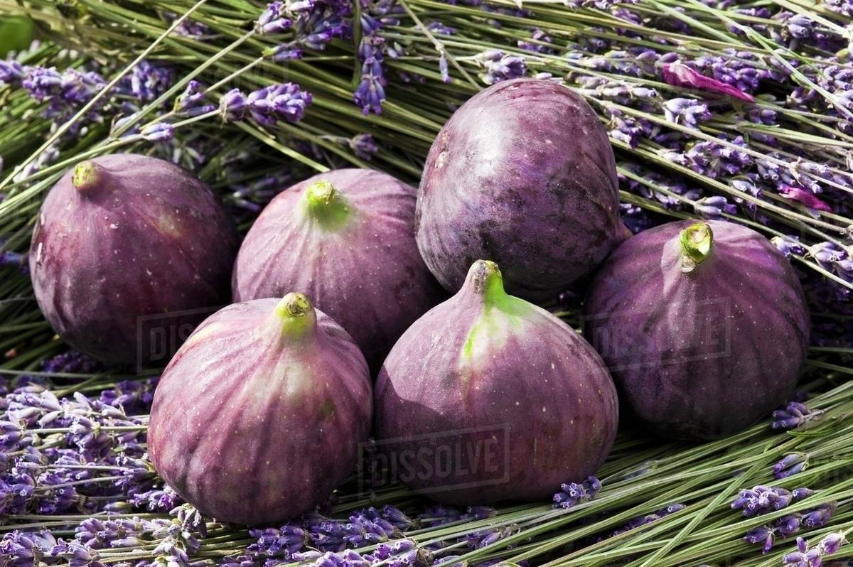 Red figs with lavender - Royalty-free Stock Photo | Dissolve