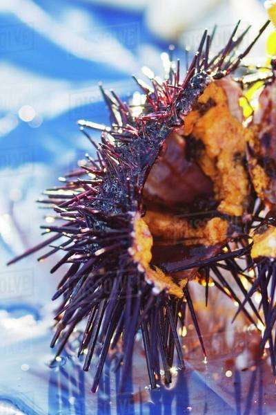 Sea Urchin; Close Up - Stock Photo - Dissolve