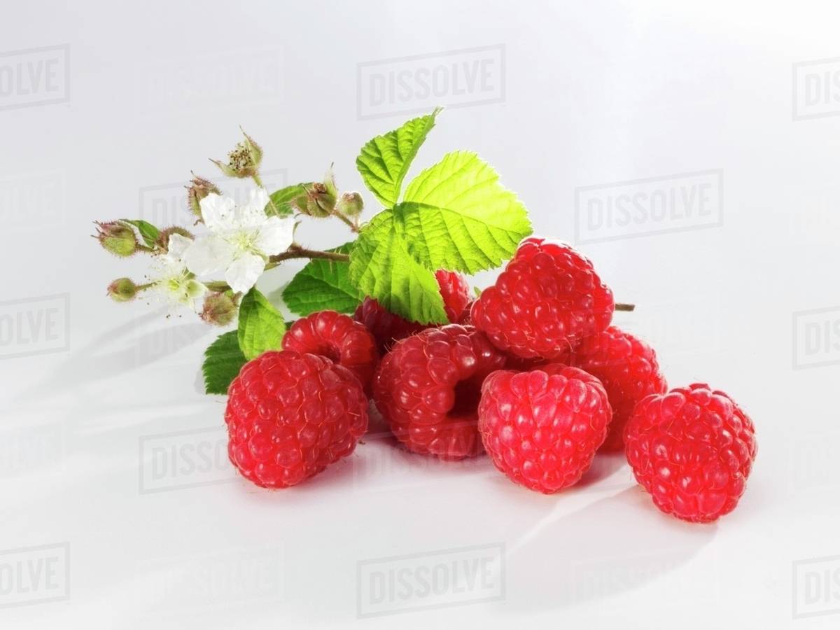 Raspberries with leaves and flowers - Royalty-free Stock Photo | Dissolve