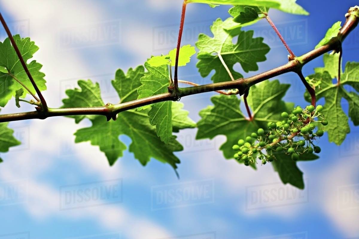 A vine in spring - Royalty-free Stock Photo | Dissolve