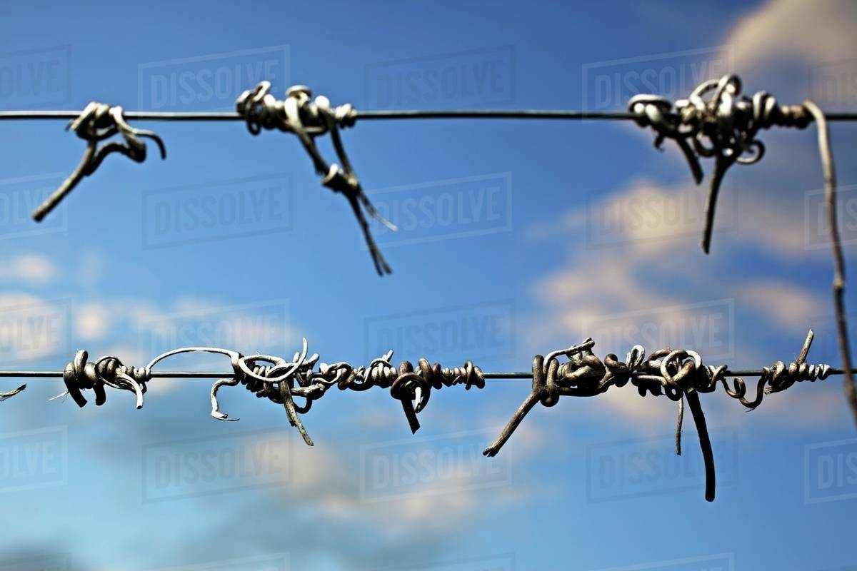 Lignified vines on wire in a vineyard - Royalty-free Stock Photo | Dissolve