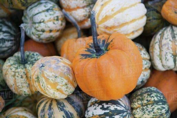 Assorted ornamental gourds - Royalty-free Stock Photo | Dissolve