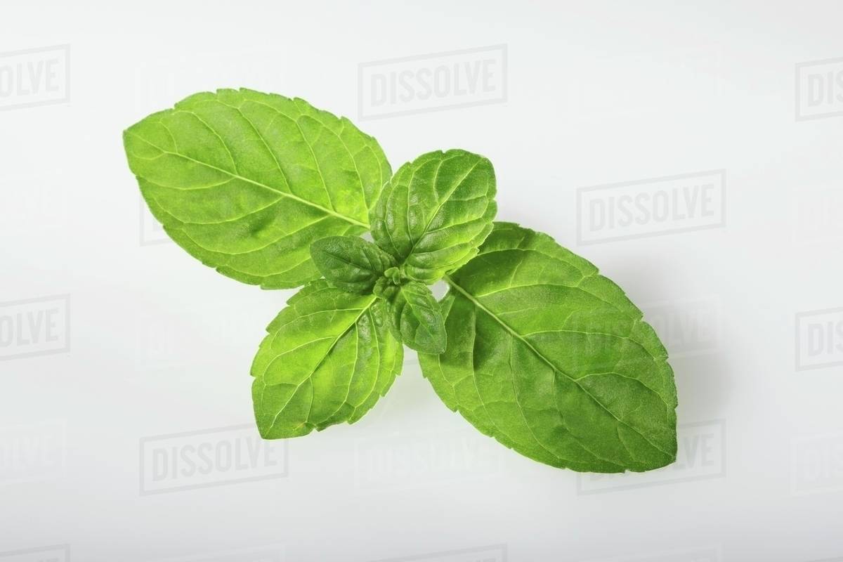 Mentuccia mint (Mentha species Mentuccia) - Royalty-free Stock Photo ...
