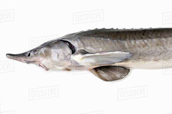 A fresh sturgeon - Royalty-free Stock Photo | Dissolve