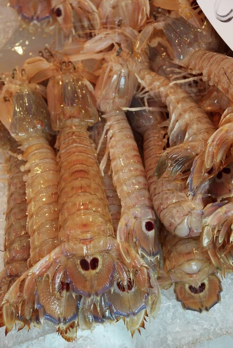 Canocchia (mantis shrimp) on ice - Stock Photo - Dissolve