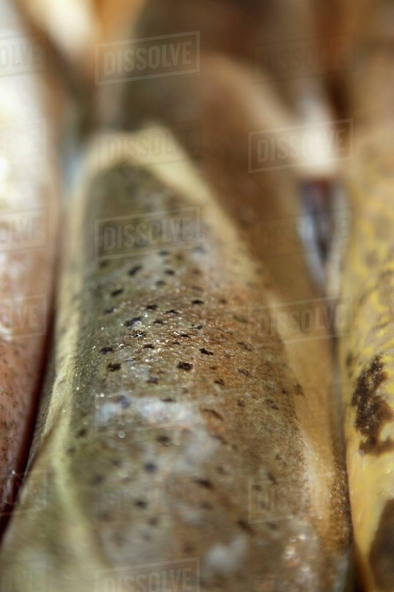 Brown trout skin - Stock Photo - Dissolve