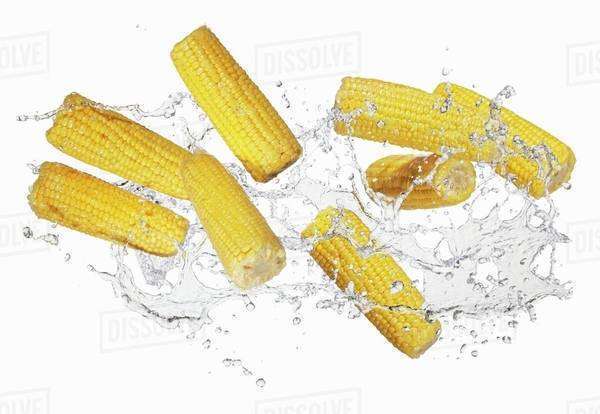 Corn on the cob with a water splash - Stock Photo - Dissolve