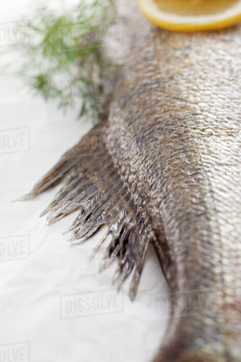 A fish fin - Royalty-free Stock Photo | Dissolve