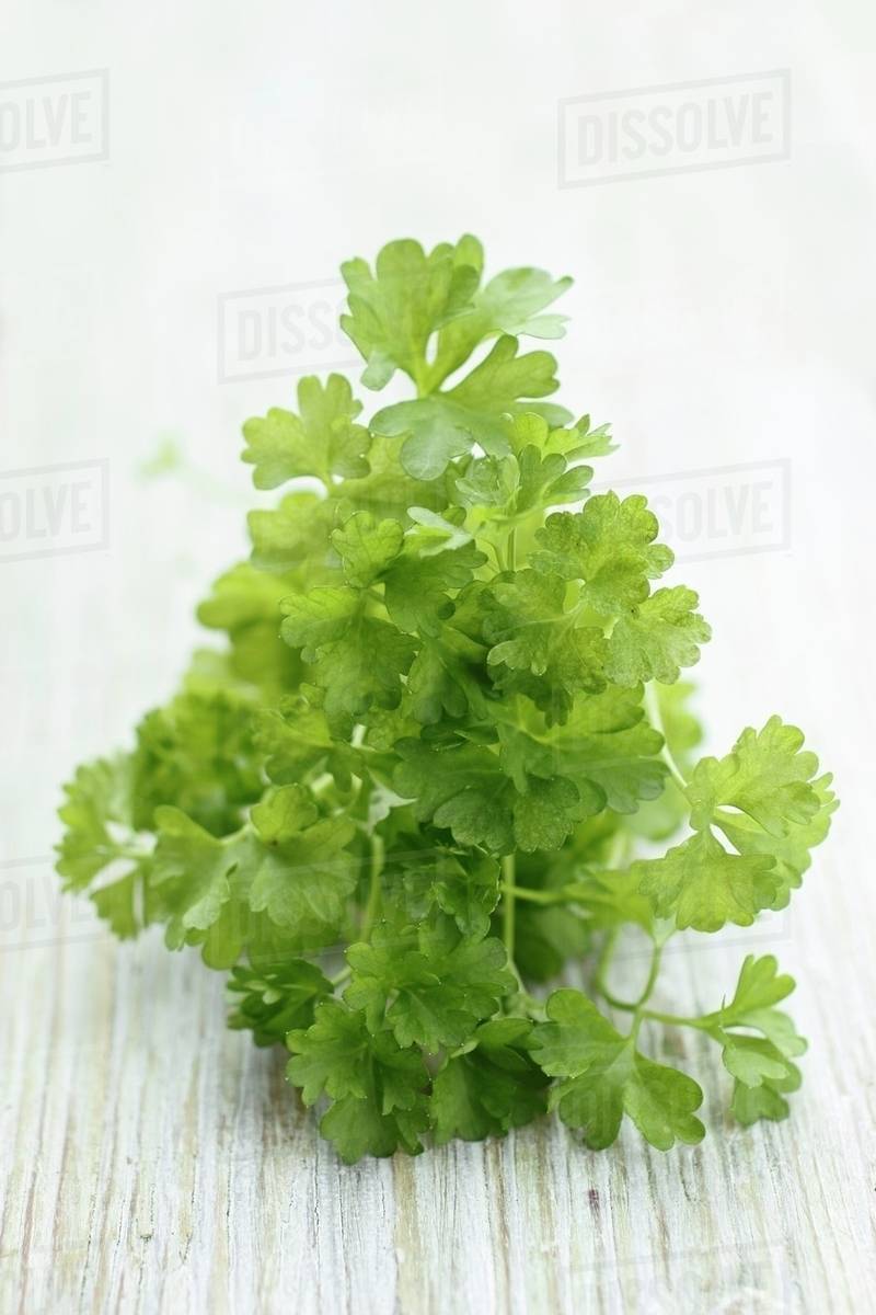 Fresh parsley - Stock Photo - Dissolve
