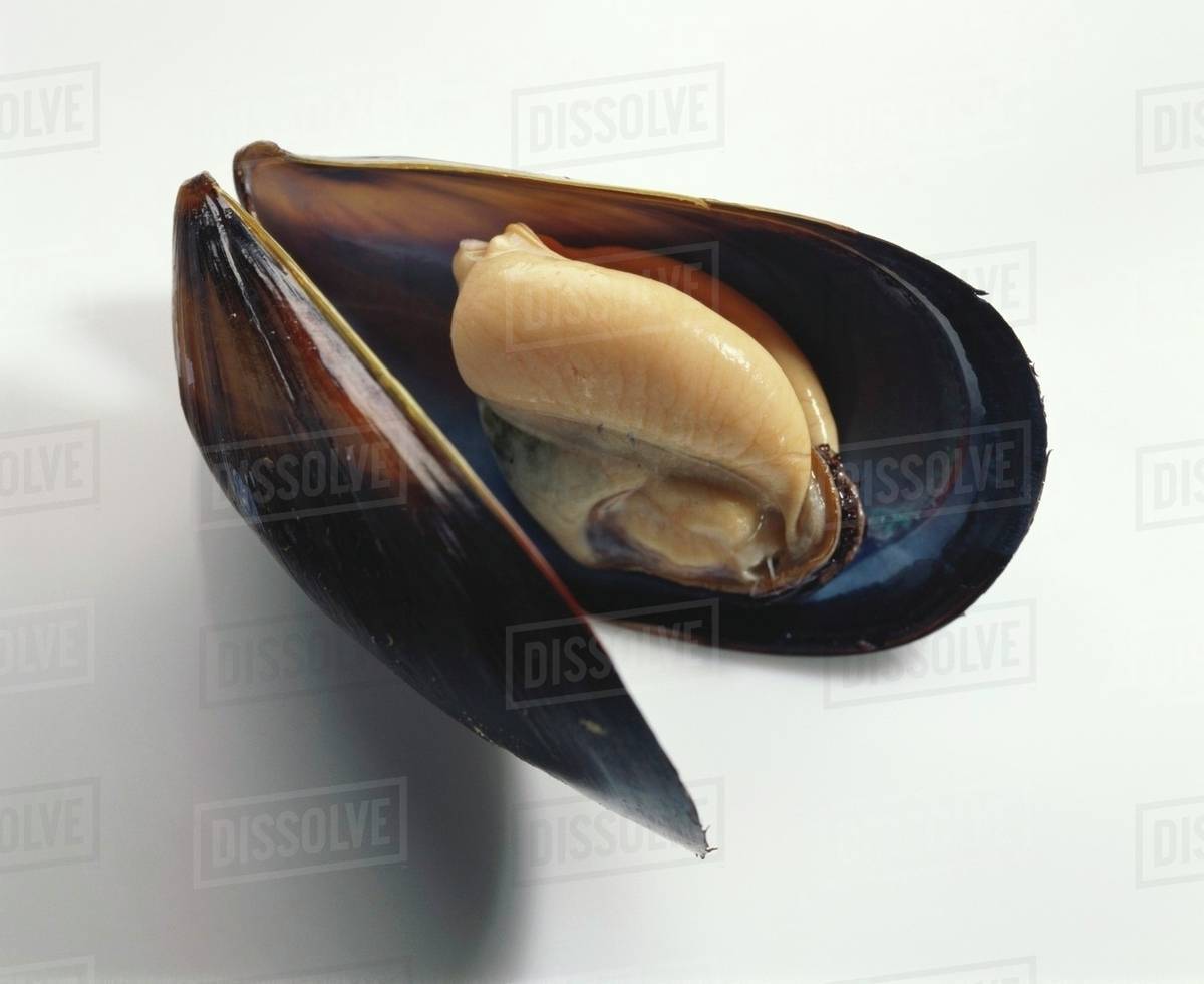 An opened mussel - Stock Photo - Dissolve