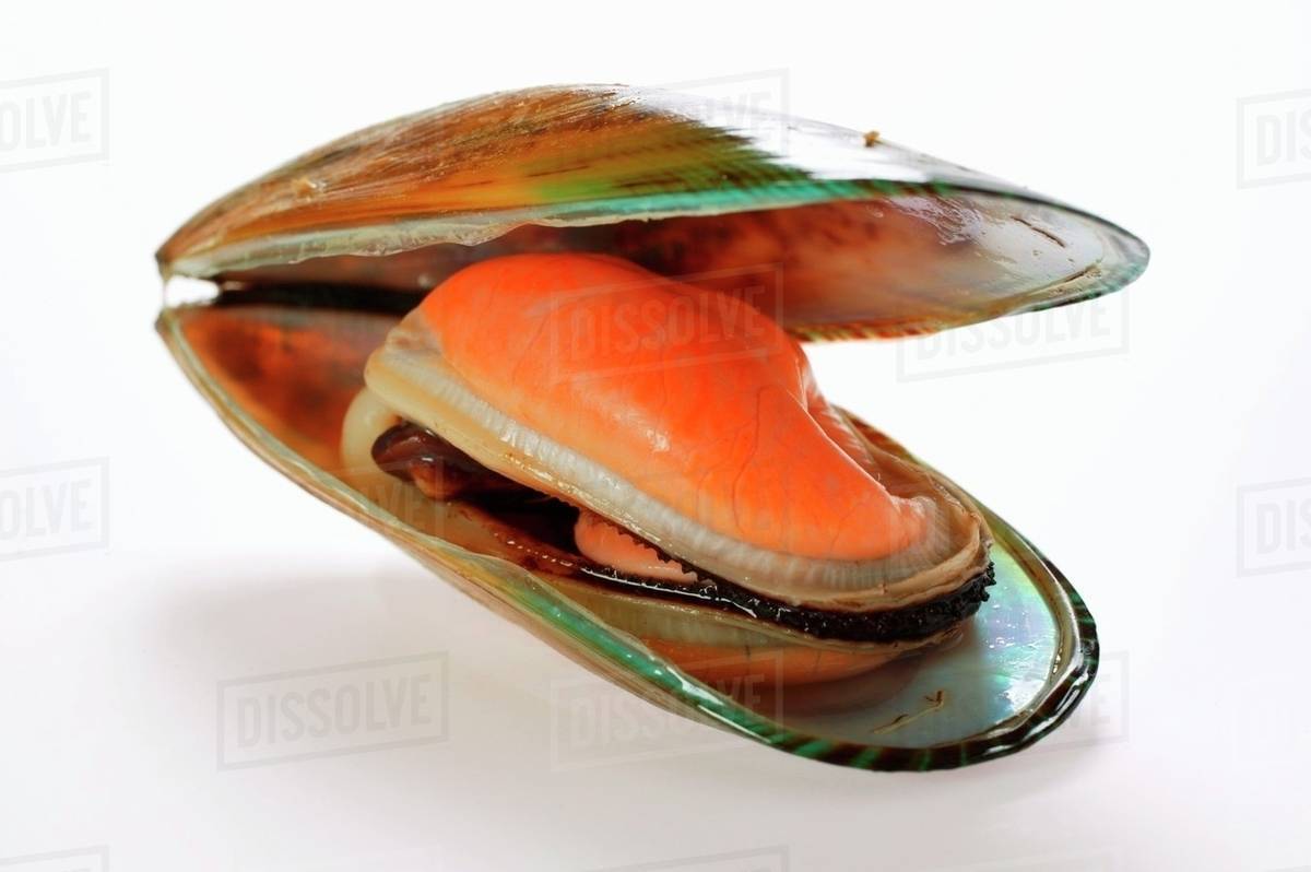 Opened mussel - Royalty-free Stock Photo | Dissolve