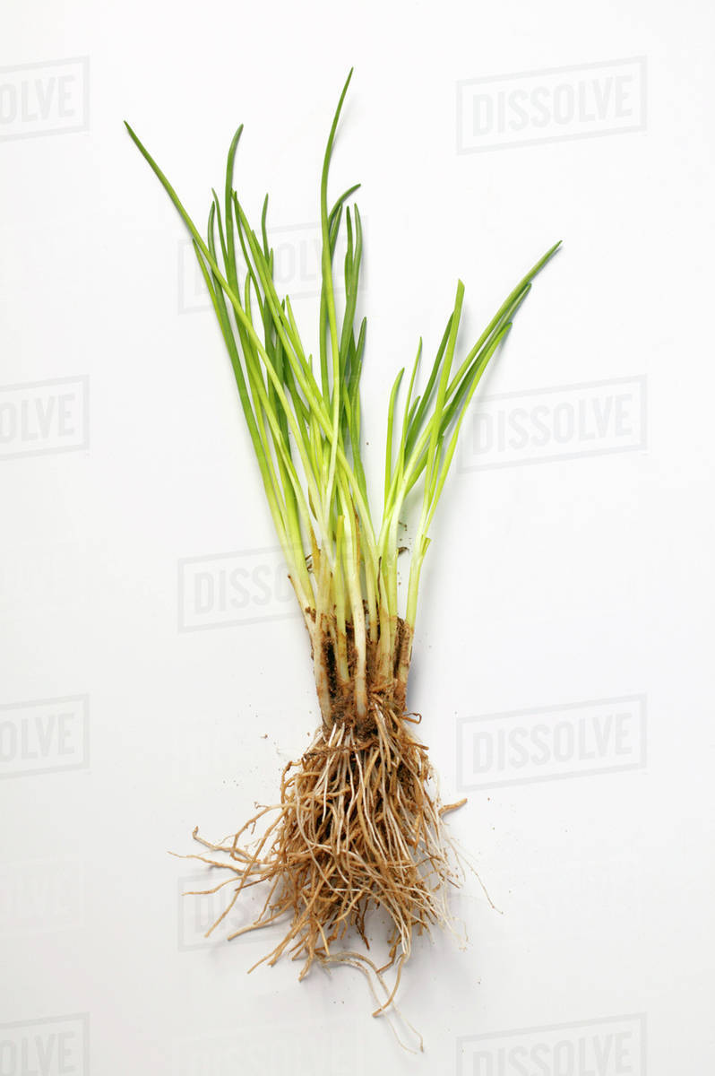Chives with roots - Stock Photo - Dissolve