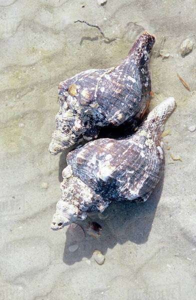 Two Live Conch on the Beach - Royalty-free Stock Photo | Dissolve