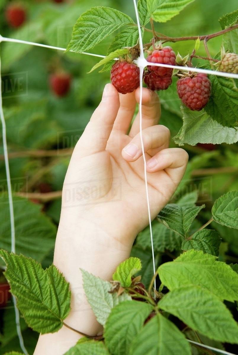 Child's hand picking a raspberry - Royalty-free Stock Photo | Dissolve