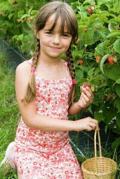 Girl picking raspberries - Royalty-free Stock Photo | Dissolve